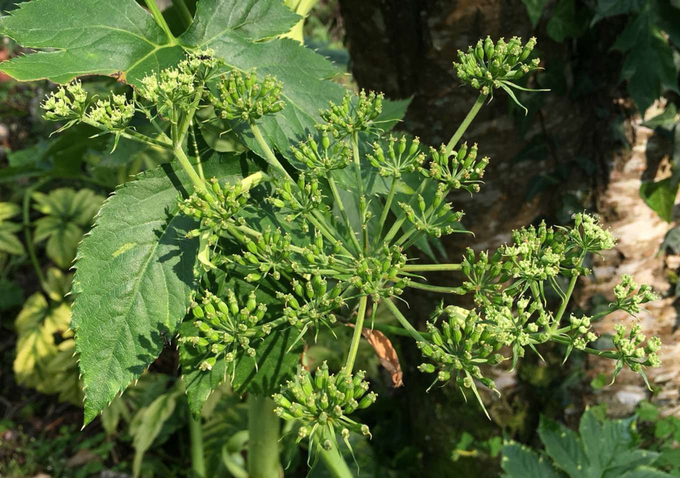 L'ashibata, plante de la longévité- Plantes et Santé