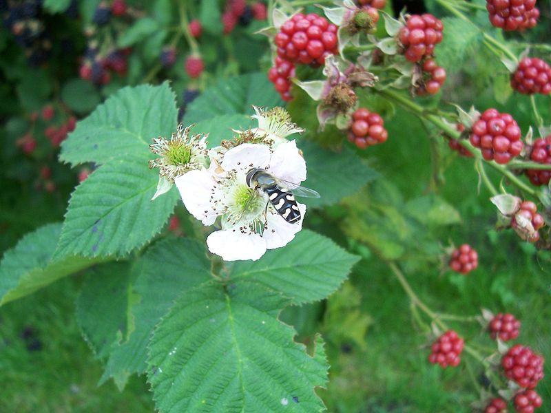 La ronce, cultivez la « terreur » des jardins- Plantes et Santé