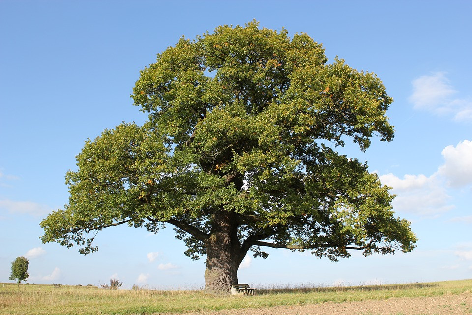 L'Oak du Dr Bach pour retrouver son équilibre- Plantes et Santé L'Oak du Dr Bach pour retrouver son équilibre- Plantes et Santé