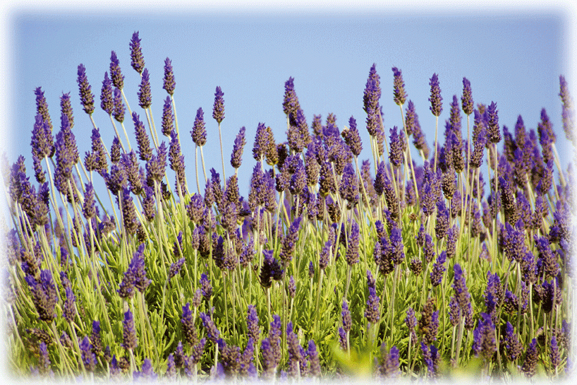 Lavande - Bienfaits, propriétés, culture, cuisine - Plantes et Santé