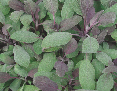 La sauge, la bonne fée des jardins- Plantes et Santé