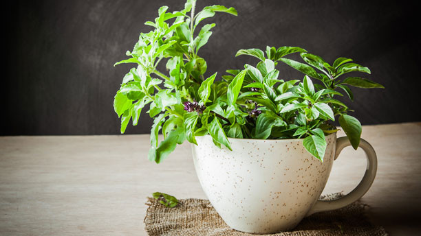 Le tulsi ou basilic sacré - Bon pour le corps et l'esprit- Plantes et Santé