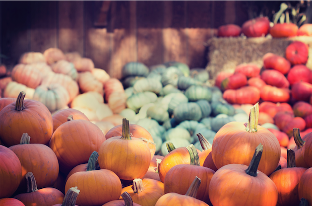 Une courge amère à en perdre ses cheveux- Plantes et Santé