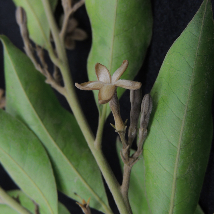 Le pao pereira pour soigner le pancréas- Plantes et Santé