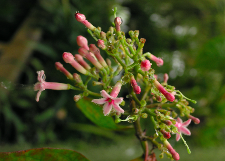 Le quinquina pour combattre la fièvre- Plantes et Santé