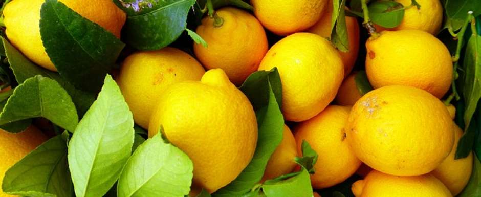 Plantes et Santé - Le Meilleur des Plantes, de la Phytothérapie et de l ...