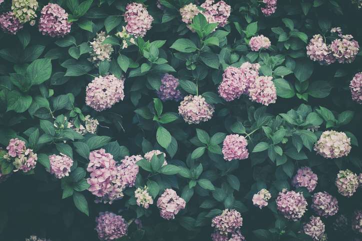 Les plantes à fleurs, superstars de l'évolution- Plantes et Santé