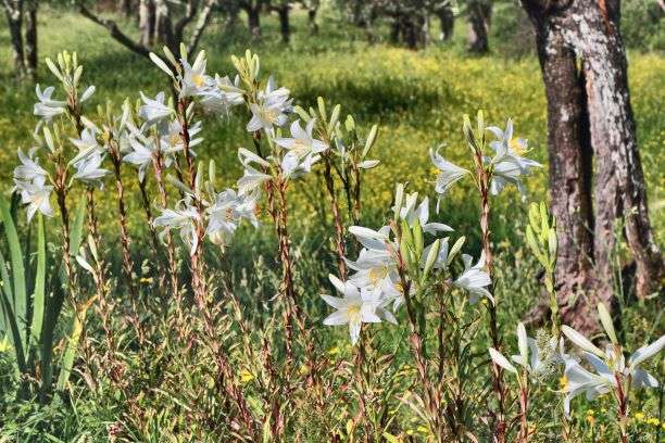 Le lis blanc embellit la peau- Plantes et Santé