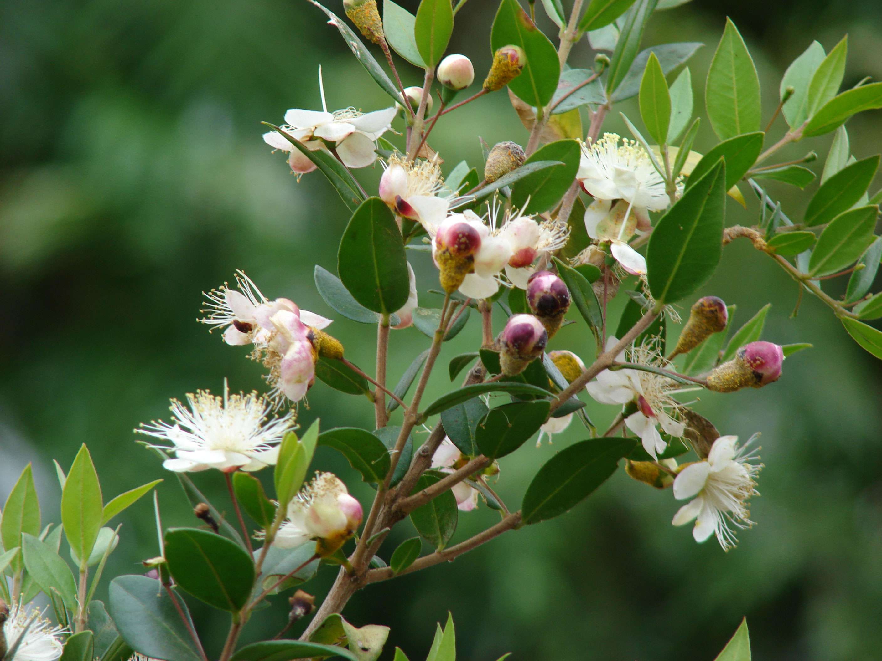 Le myrte, l'encens de Vénus- Plantes et Santé