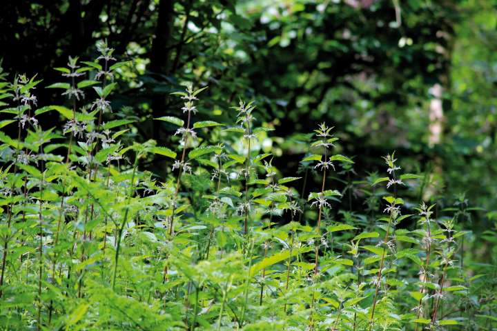 L'ortie, une sauvageonne - Plantes et Santé