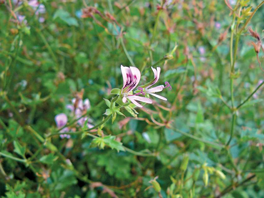 Le géranium rosat défend votre peau- Plantes et Santé