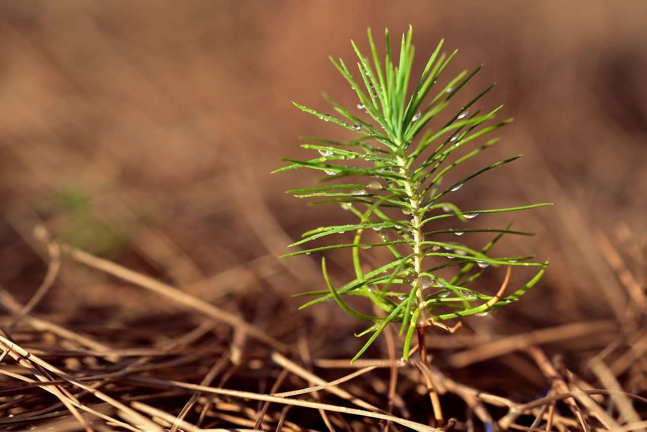 La croissance des pins des Landes altérée- Plantes et Santé