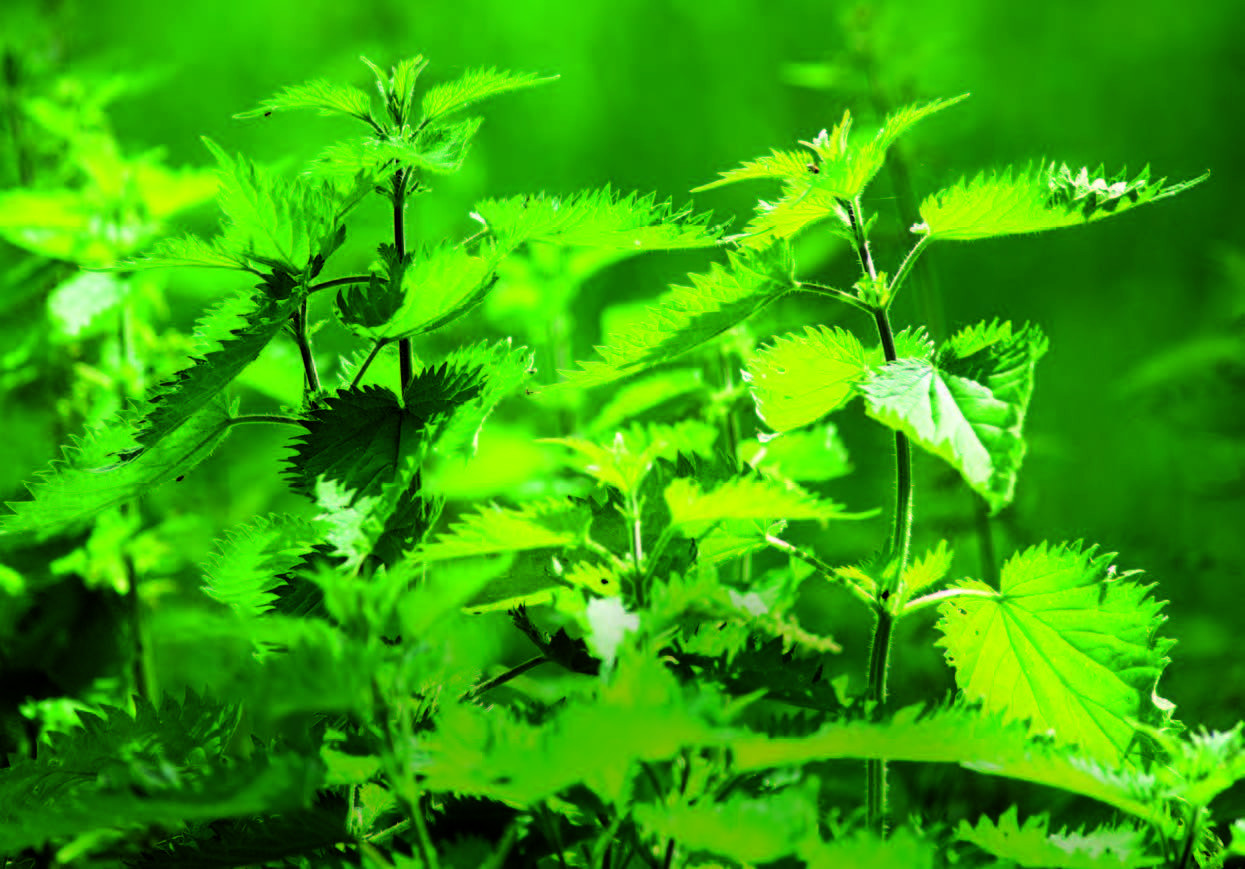 L’ortie On ne peut que l’aimer !- Plantes et Santé