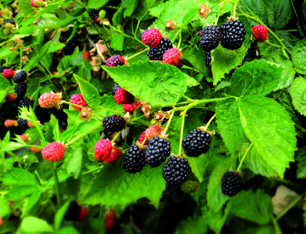 La ronce, des mûres et des feuilles - Plantes et Santé