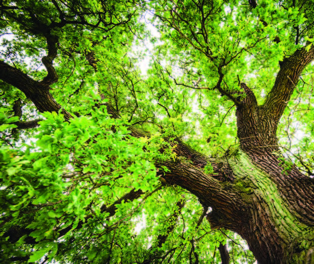 Le chêne (Quercus Robur) : un arbre sacré aux nombreuses vertus ...