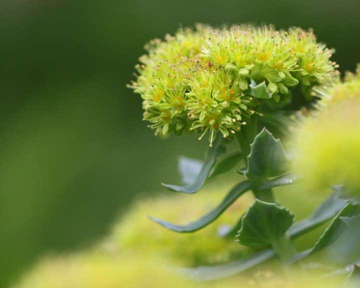 Booster son intellect - Plantes et Santé