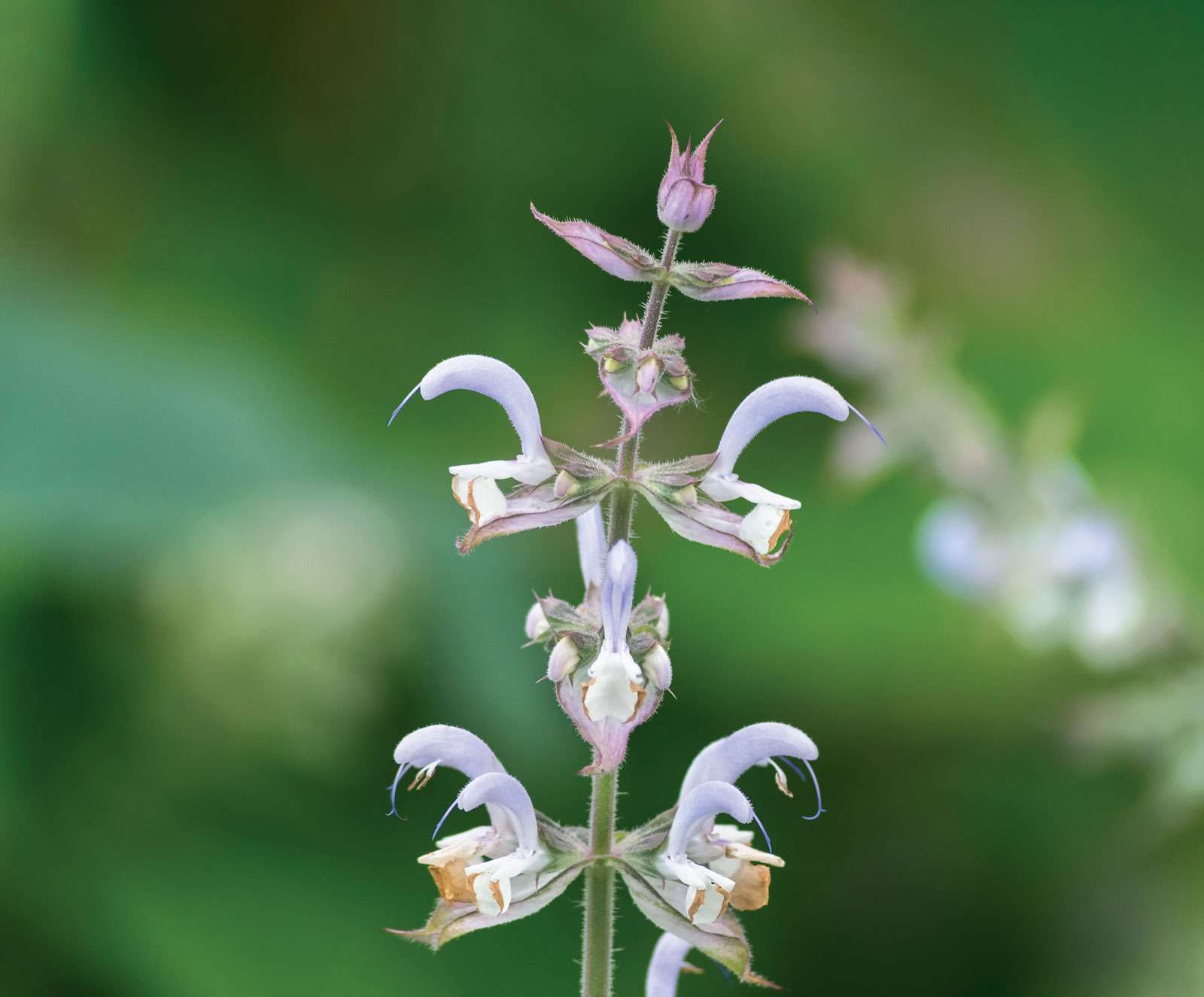 L'huile essentielle de sauge sclarée soutient les femmes- Plantes et Santé