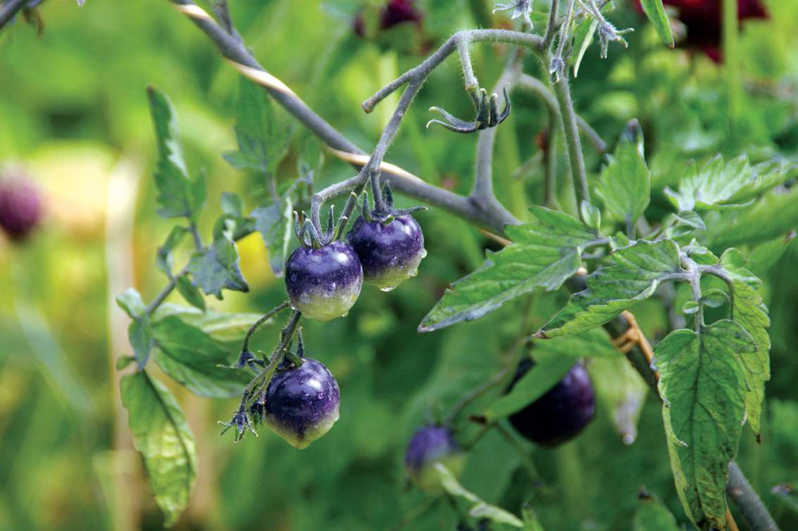 Solanum lycopersicoides, la tomate sauvage ultra-résistante qui inspire ...
