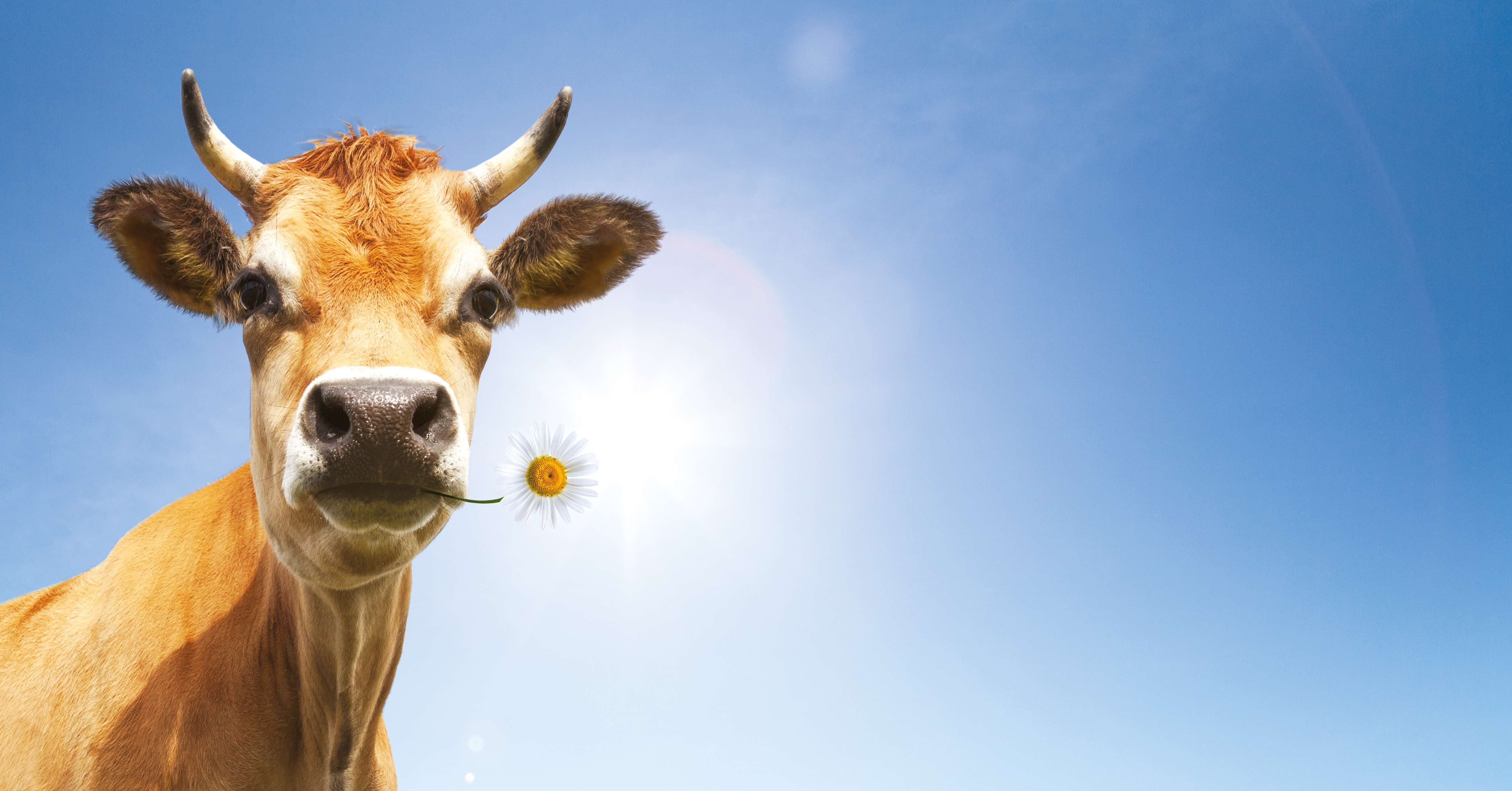 Interdire l'herbe aux vaches ?- Plantes et Santé